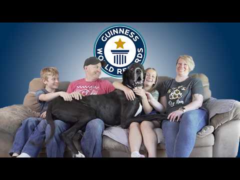 New Great Dane Crowned World S Tallest Dog Guinness World Records